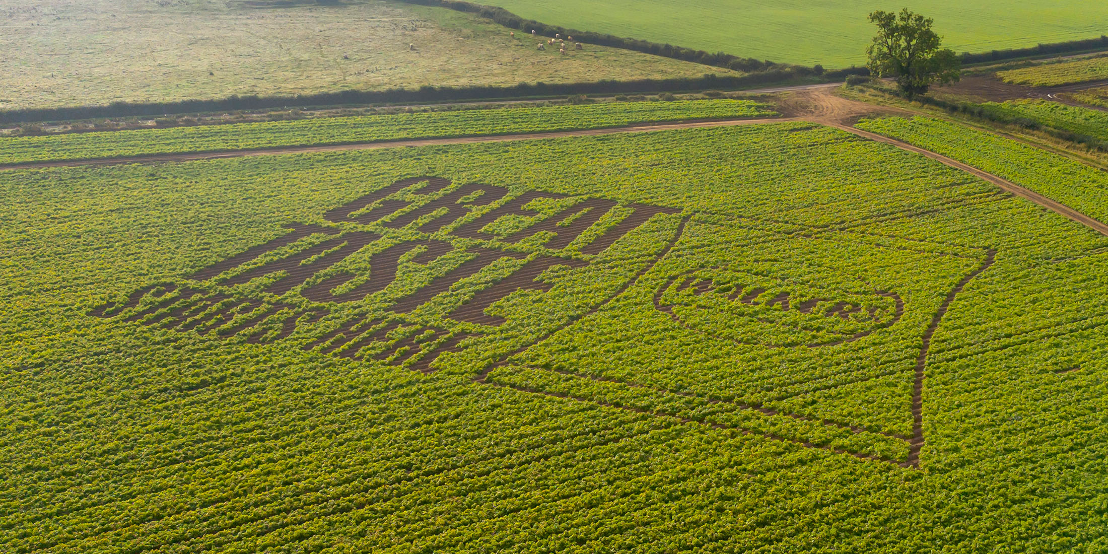 Positive Agriculture